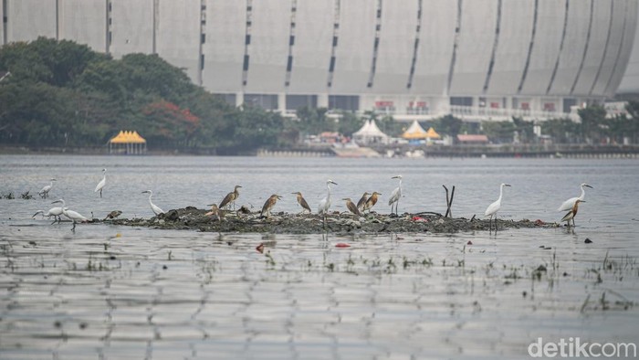 Potret Burung-Burung Air Bertahan di Tengah Kota
