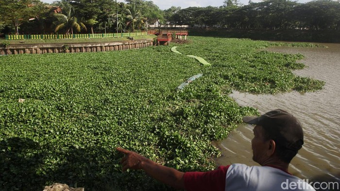 Meski Sering Dibersihkan, Eceng Gondok Kembali Penuhi Setu Babakan