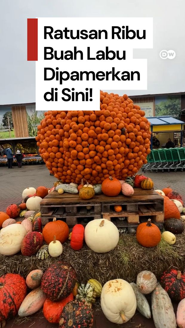 Video: Melihat Pameran Buah Labu Terbesar di Jerman