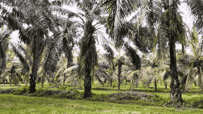Wuih, Ada Wisata Kebun Kelapa Kopyor di Bogor