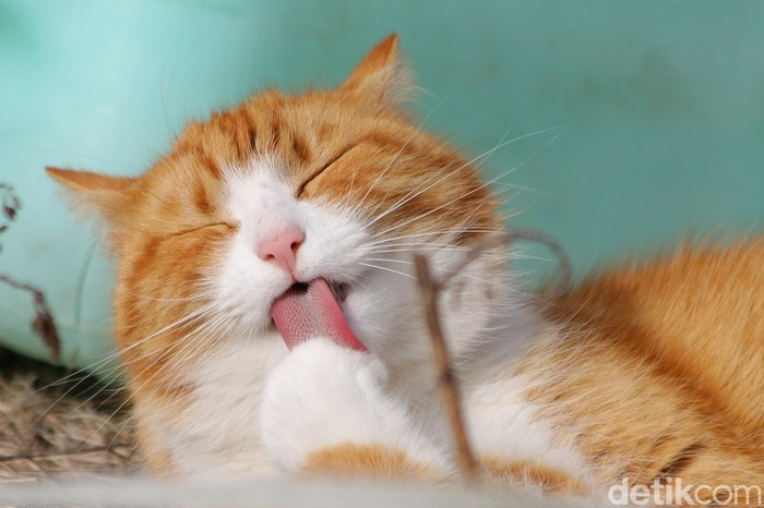 Ternyata Ini Alasan Kucing Suka Menjilati Kita, Ungkapan Rasa Sayang?