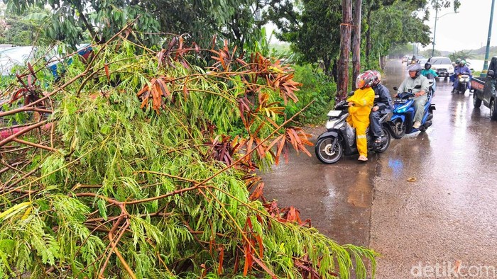 Hujan Angin Robohkan Pohon di Harapan Indah, Pengendara Lewati Celah Sempit