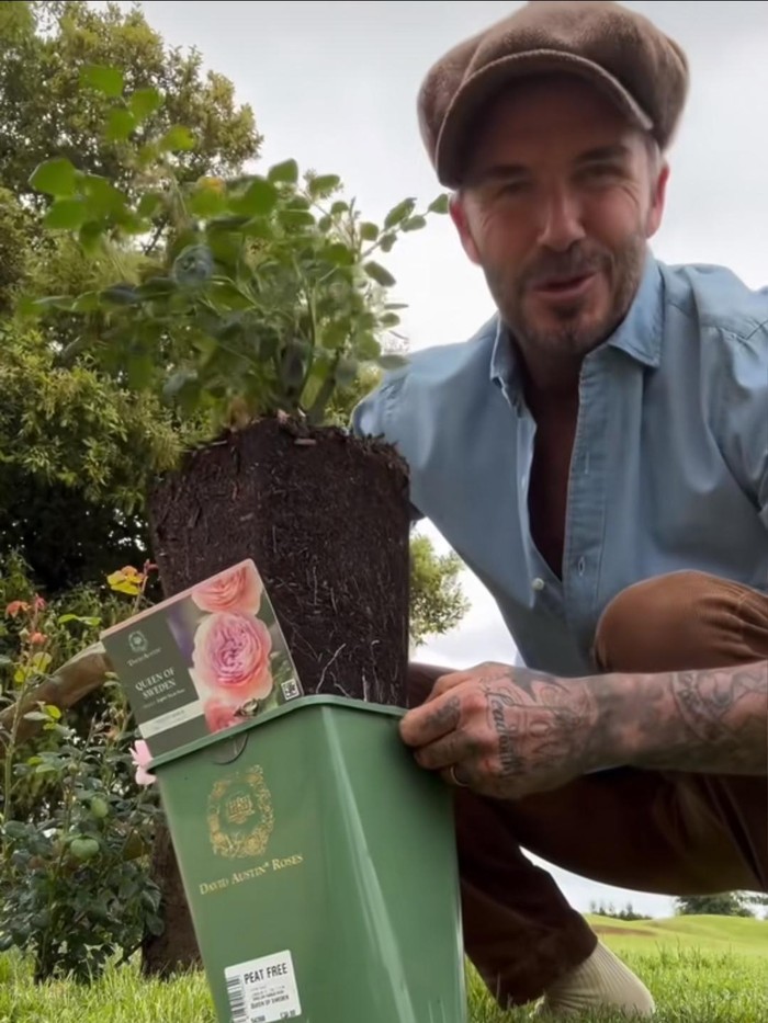 Momen David Beckham Pamer Hasil Kebun dan Pelihara Ayam di Belakang Rumah