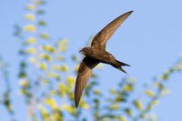 Burung Ini Bisa Terbang 10 Bulan Tanpa Henti, Bagaimana Caranya Makan ...