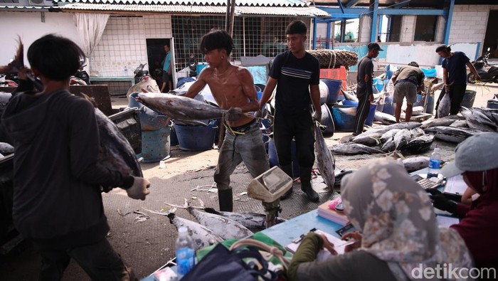 Bongkar Muatan Tuna di Muara Baru Kian Ramai