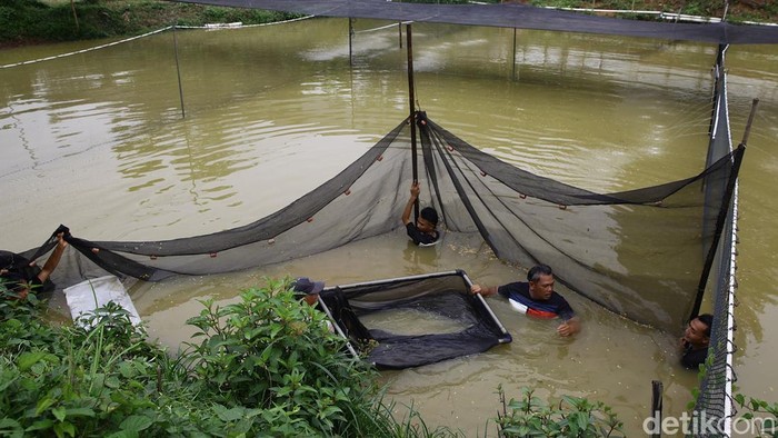 Mengintip Harta Karun di Jasinga: Arwana Super Red Bernilai Miliaran ...