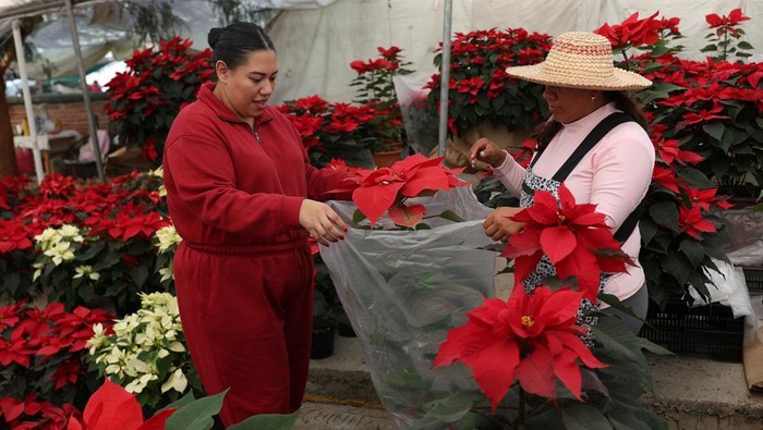 Bunga Poinsettia Bermekaran Semarakkan Natal di Meksiko