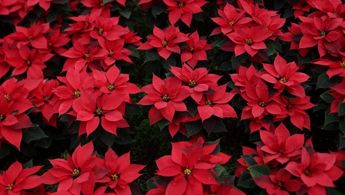 Bunga Poinsettia Bermekaran Semarakkan Natal di Meksiko