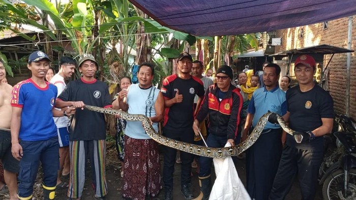 Ular Piton 4 Meter Ini Terjebak di Kandang Usai Mangsa Ayam, Damkar ...