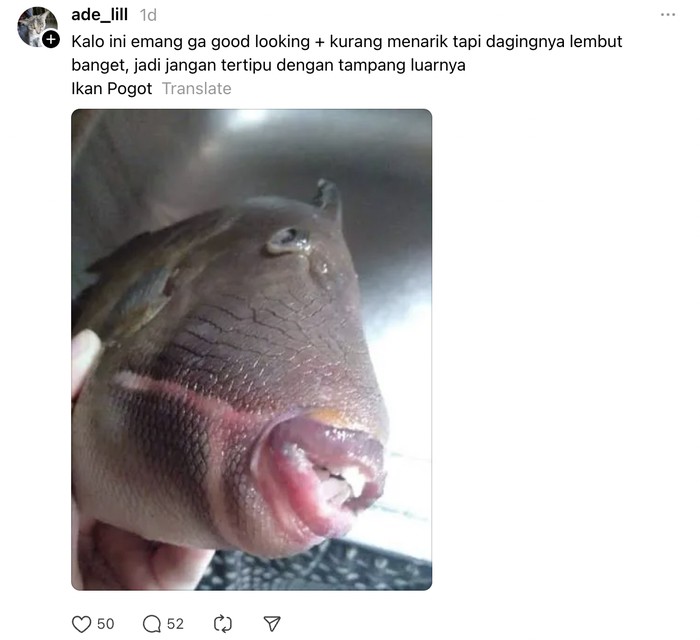 Ada-ada Aja! Netizen Ungkap Ikan yang 'Ganteng' hingga Mirip 'Ani-ani'!