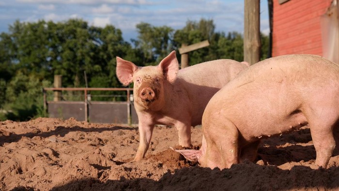 Ternak Babi Halal atau Haram? Ini Fatwa MUI dan Hukum Jual Belinya ...