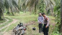 Pria di Siak Telepon 110 Saat Tersesat di Kebun Sawit, Polisi Datang ...
