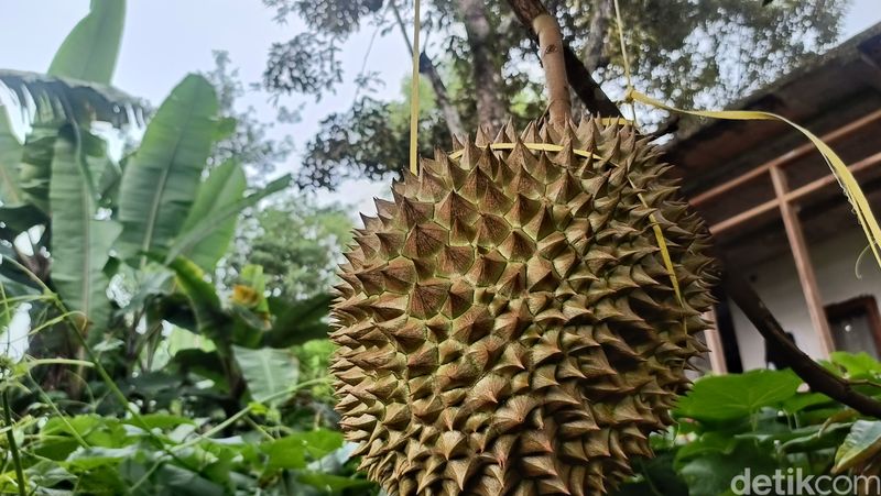 Anjlok! Harga Durian Black Thorn Malaysia Kini Mulai Rp 50 Ribuan