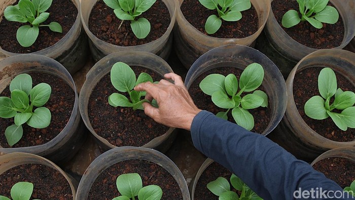 Urban Farming di Rooftop, Solusi Pangan dari Rumah
