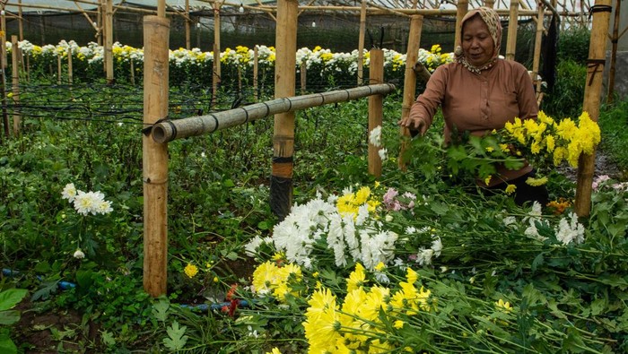 Musim Panen Bunga Aster, Petani Bandung Barat Raup Cuan