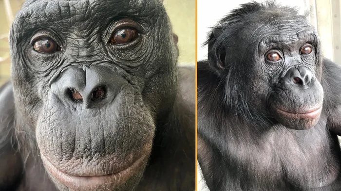 Bonobo Bisa Bermain Pura-pura Layaknya Manusia, Ilmuwan Kagum