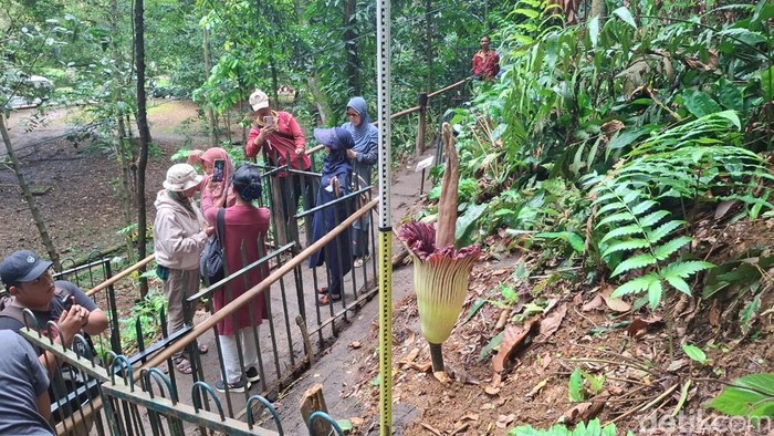 Bunga Bangkai di Kebun Raya Bogor Ini Mekar Lagi Usai 12 Tahun