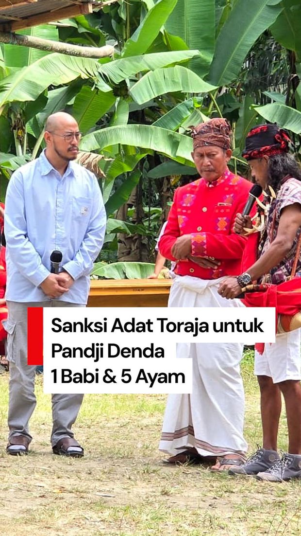 Video Pandji Jalani Sanksi Adat Toraja: Serahkan 1 Babi dan 5 Ekor Ayam