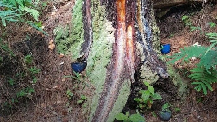 Nasib Petani Getah di Tengah Polemik Sadap Pinus Gunung Ciremai