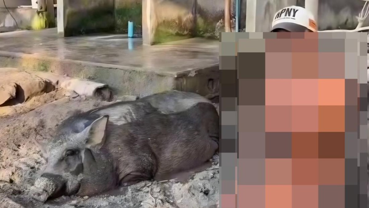 Viral Bule Mandi Lumpur Bareng Babi di Bali