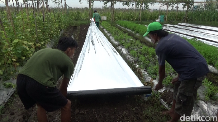 Petani Lumajang Keluhkan Harga Plastik Mulsa Naik 40%