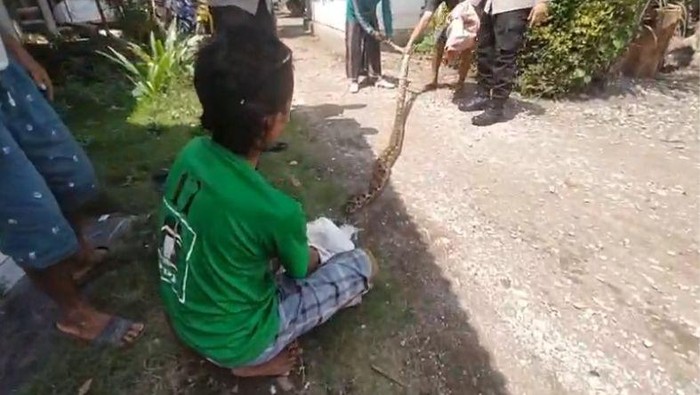 Ngeri! Ular Sanca 4 Meter Masuk Rumah Warga di Jember Lalu Mangsa Ayam