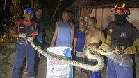 Diduga Hendak Mangsa Sapi, Ular Piton di Nganjuk Dievakuasi