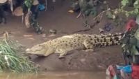 Kemunculan Buaya Putih di Sungai Cisadane Bikin Heboh