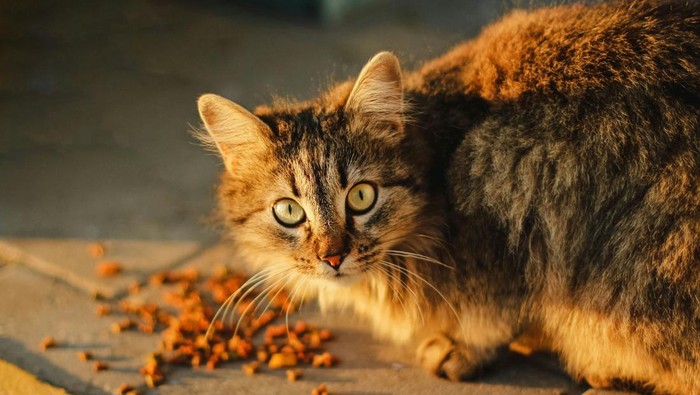 Berapa Hari Kucing Bisa Bertahan Hidup Tanpa Makan dan Minum? Cek Faktanya!