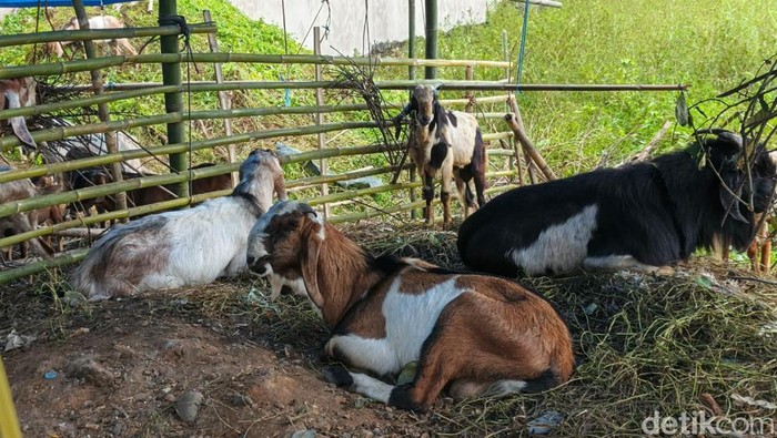 Harga Kambing Kurban 2026 Terbaru di Makassar, Cek Kisarannya di Sini!