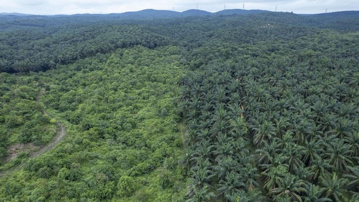 Ironi TWA Bukit Tambi, Kawasan Konservasi di Jambi Dipenuhi Kebun Sawit