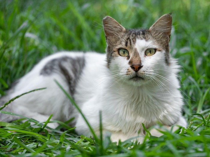 Kucing Liar Suka Masuk ke Rumah? Letakkan Tanaman Ini biar Ogah Balik Lagi