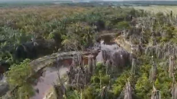 Potret Udara Sempadan Anak Sungai Nilo Dirusak Korporasi Sawit di Riau