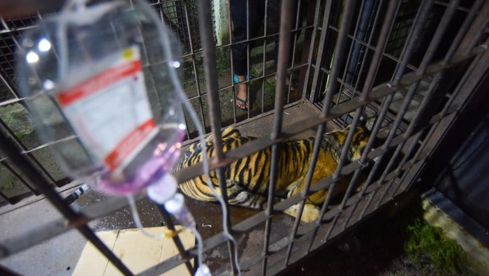 Terjebak Jerat Babi, Anak Harimau Sumatera Berhasil Dievakuasi BKSDA