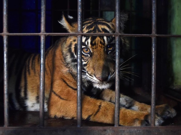 Terjebak Jerat Babi, Anak Harimau Sumatera Berhasil Dievakuasi BKSDA