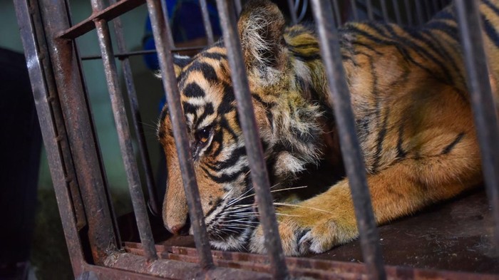 Terjebak Jerat Babi, Anak Harimau Sumatera Berhasil Dievakuasi BKSDA