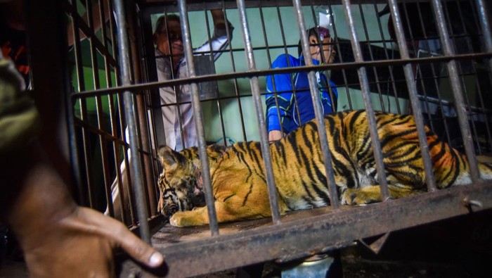Terjebak Jerat Babi, Anak Harimau Sumatera Berhasil Dievakuasi BKSDA