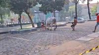 Fakta-fakta Amuk Sapi Kurban Prabowo di Setiba di Masjid Al Akbar