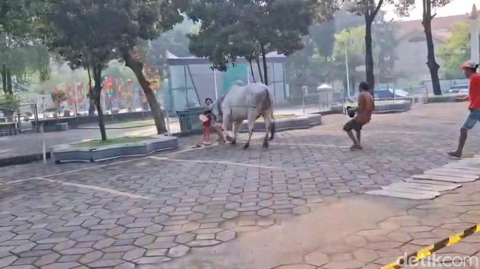 Sapi Kurban Prabowo Ngamuk Saat Tiba di Masjid Al Akbar Surabaya