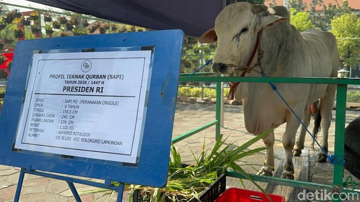 Sapi Kurban Prabowo Tiba di Masjid Al Akbar Surabaya, Ukurannya Jumbo!