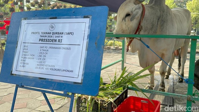 Potret Sapi Kurban Presiden Prabowo Subianto di Masjid Al Akbar Surabaya