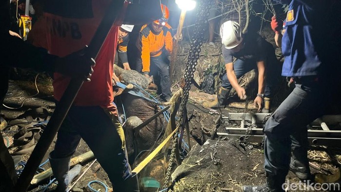 Damkar Evakuasi Sapi Kurban Nyemplung Septic Tank di Mojokerto