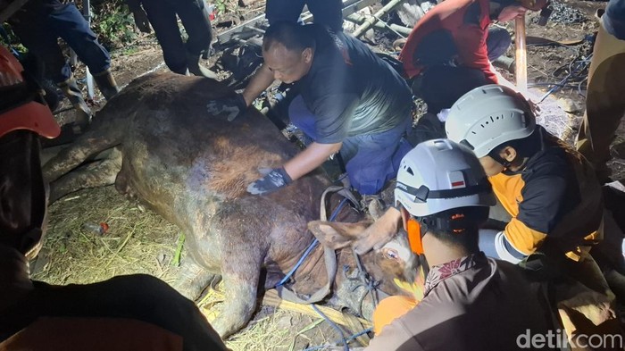 Damkar Evakuasi Sapi Kurban Nyemplung Septic Tank di Mojokerto