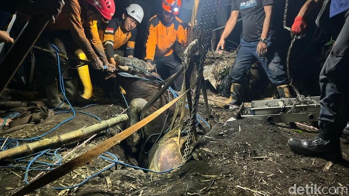 Sapi Kurban Nyemplung Septic Tank di Mojokerto, Evakuasi Dramatis 3 Jam