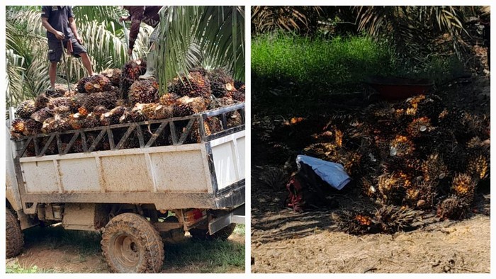 Harga Sawit Turun 2 Pekan Terakhir, Petani Muratara Keluhkan Pupuk Mahal
