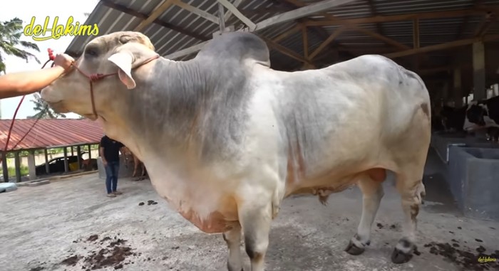 Wow! Potret Sapi Kurban Jumbo dari Artis hingga Presiden, Bobotnya 1,3 Ton