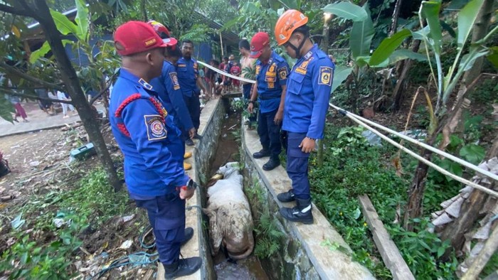 Sapi Kurban di Babakan Madang Bogor Kabur Diberi Makan Lalu Nyebur ke ...