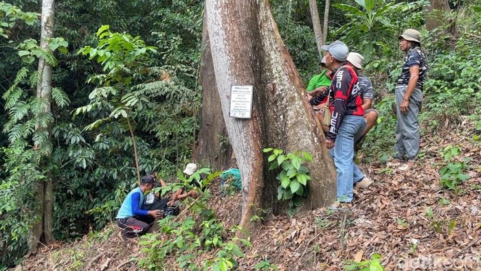 Hutan Tritik Nganjuk Punya 'Harta Karun' Kemenyan Putih, Umurnya 150 Tahun
