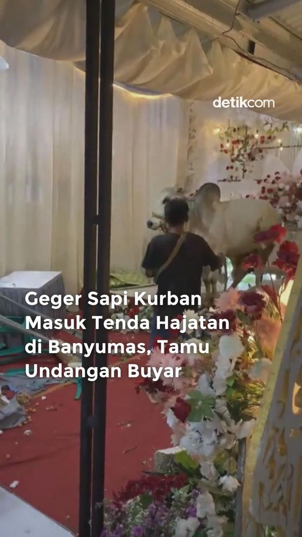 Video Sapi Kurban Masuk Tenda Hajatan Bikin Tamu Undangan Bubar!