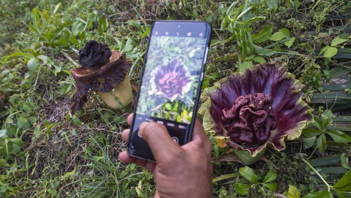 Bunga Bangkai Bermekaran di Pekarangan Warga Jambi